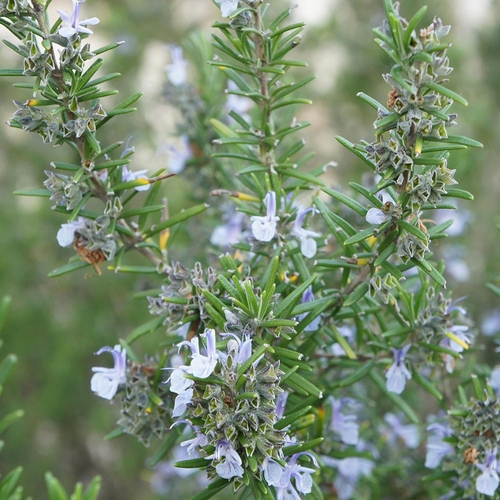 Buy Florihana Essential Oil - Rosemary Verbenone [Organic] in Singapore ...